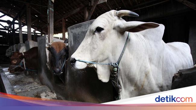 Rancangan Aturan Impor Sapi dari India Rampung