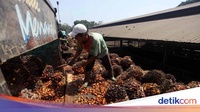 Pengumuman! Bea Keluar Cangkang Kernel Sawit Turun