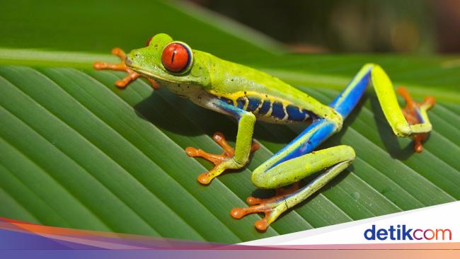 Ternyata Katak Minum Melalui Kulit & Mata, Kok Bisa?