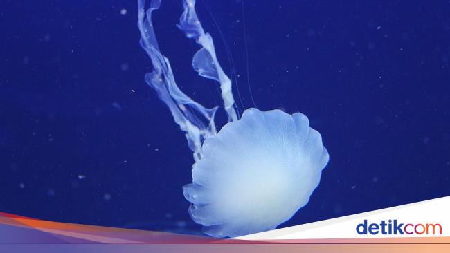 Ubur-ubur Bisa Abadi dengan Mencurangi Kematian, Kok Bisa?