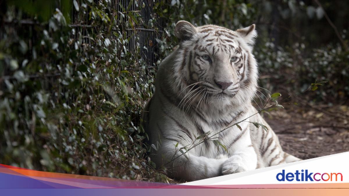 Kerap Disebut Macan Putih, Ini Fakta Tentang Harimau Putih yang Langka