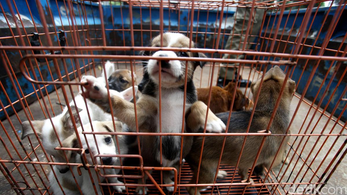 Awas Rabies! Begini Pertolongan Pertama Saat Digigit Hewan