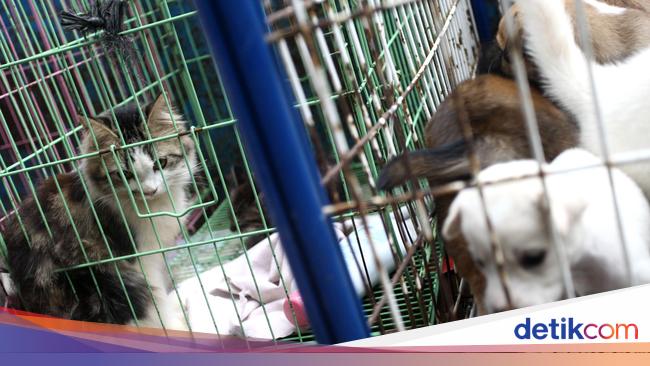Ini yang Perlu Dilakukan Ketika Digigit Anjing yang diduga Rabies