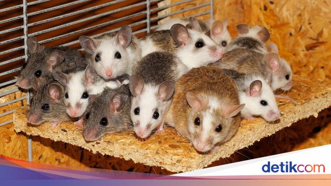 Ternyata Tikus Jantan Takut pada Pisang, Ini Alasannya