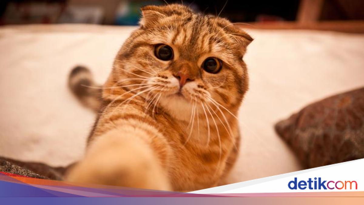 5 Jenis Grooming Kucing dan Manfaatnya, Membersihkan Kuping hingga Cakar