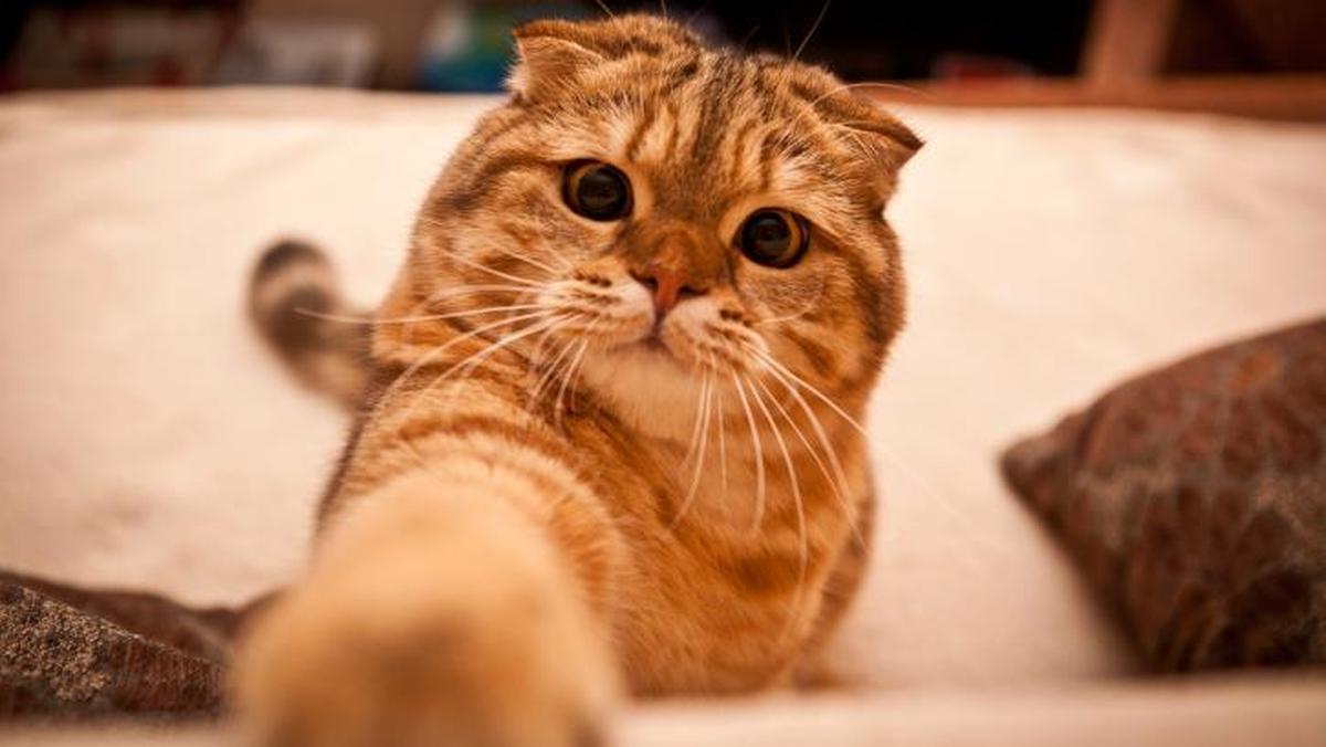 Sayangi Kucing Anda dengan Berhenti Merokok