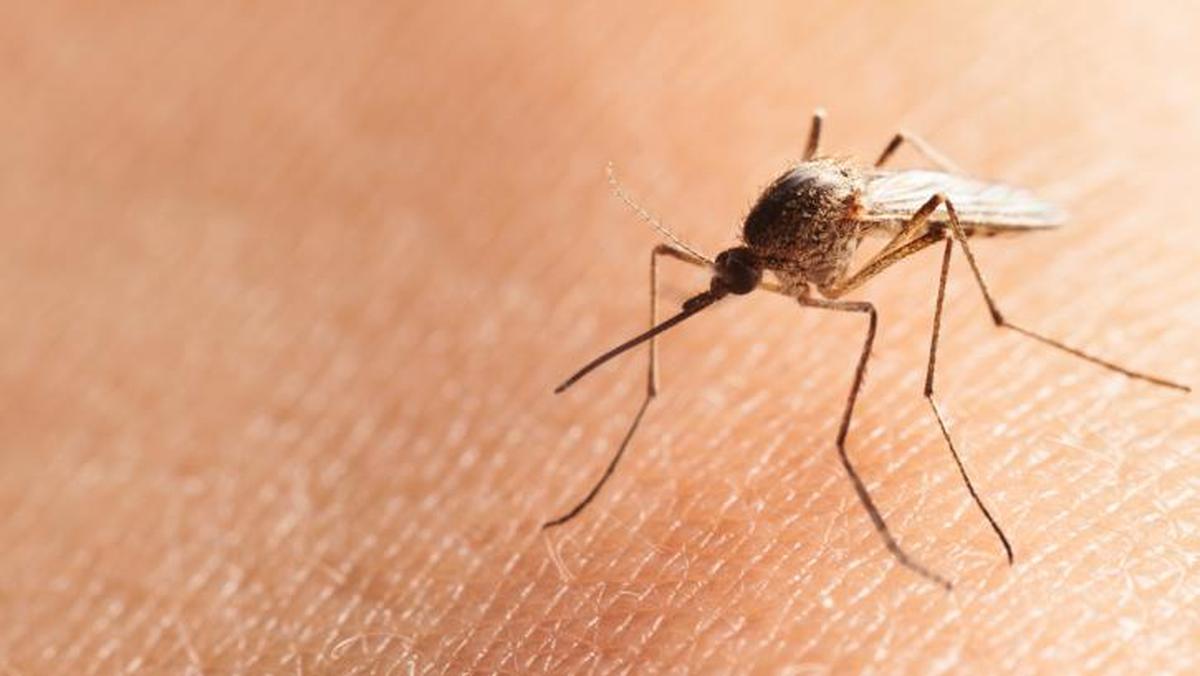 Yuk Kenali 6 Gejala Malaria dan Cara Mengobatinya