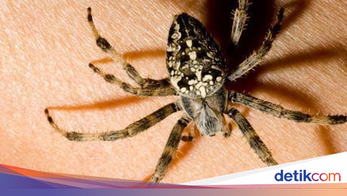 5 Hal Ini Bisa Bikin Laba-laba Masuk Rumah, Apa Saja?