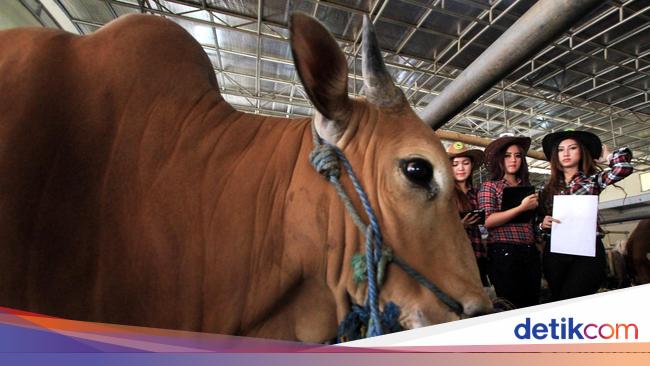 Bikin Kaget! Sapi Kurban di Klaten Berdiri Lagi Usai Disembelih