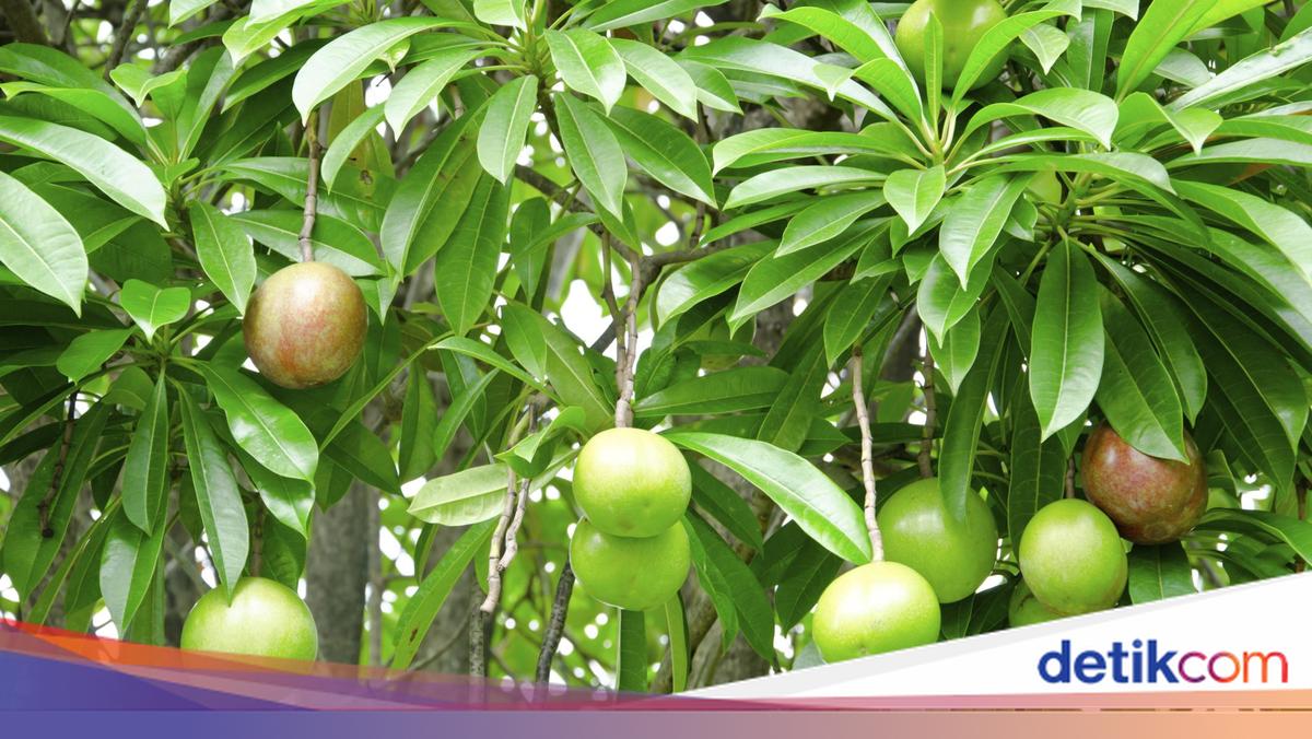 Buah Bintaro Bisa Usir Tikus, Benarkah? Simak Penjelasan dan Cara ...