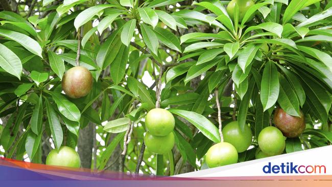 Buah Bintaro Bisa Usir Tikus, Benarkah? Simak Penjelasan dan Cara ...