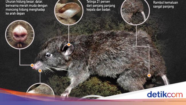 Menguak Tikus Hidung Babi dari Sulawesi