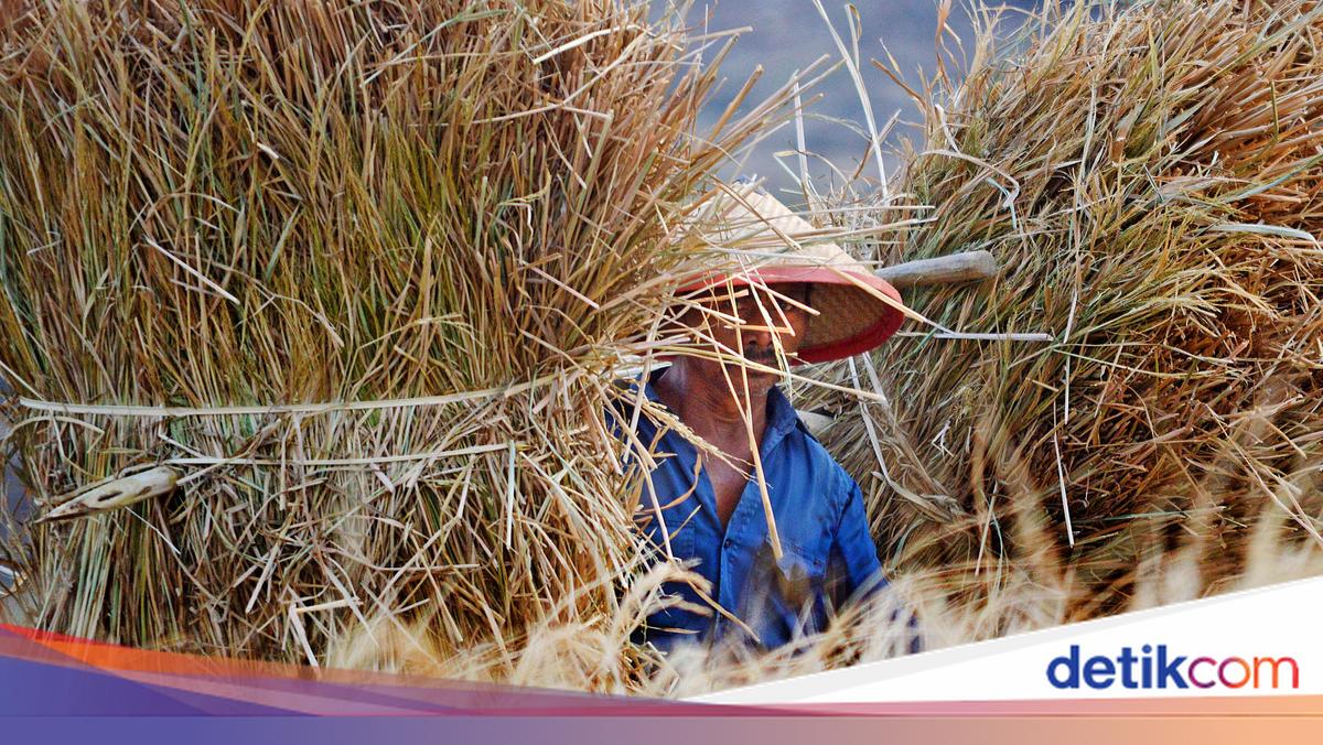Dari Sawah ke Botol Parfum, Jerami Padi Jadi Peluang Ekonomi Hijau