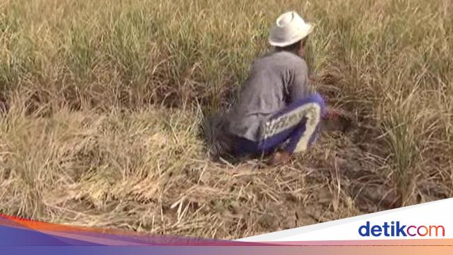 BMKG: El Nino Akan Berlangsung Sampai April 2016 BMKG: El Nino Akan Berlangsung Sampai April 2016