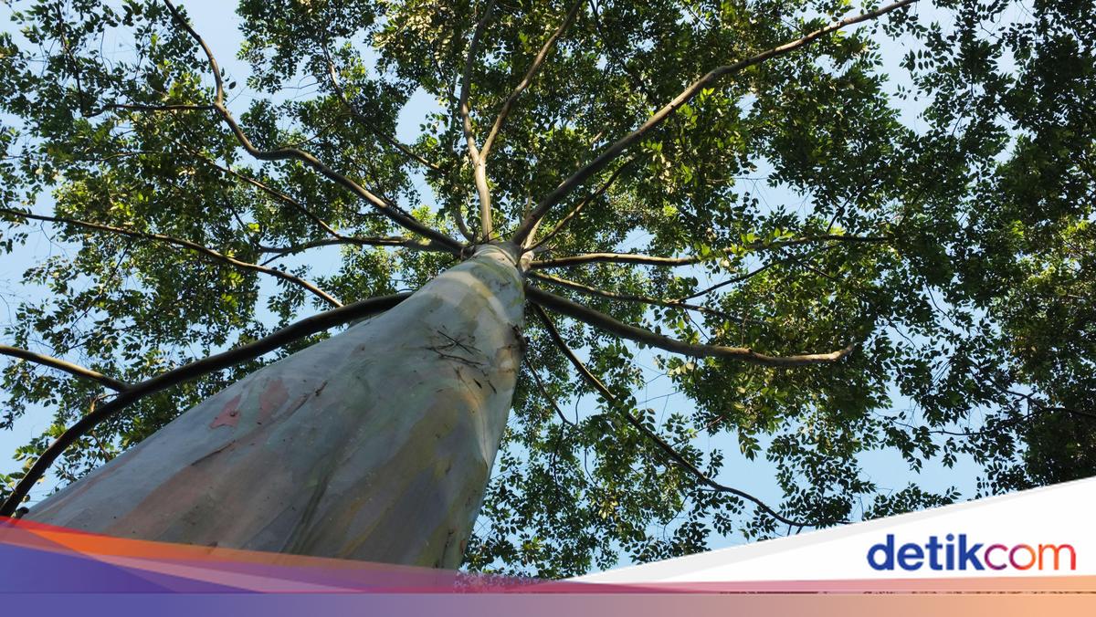 Kenali 6 Jaringan Tumbuhan Beserta Fungsi-fungsinya