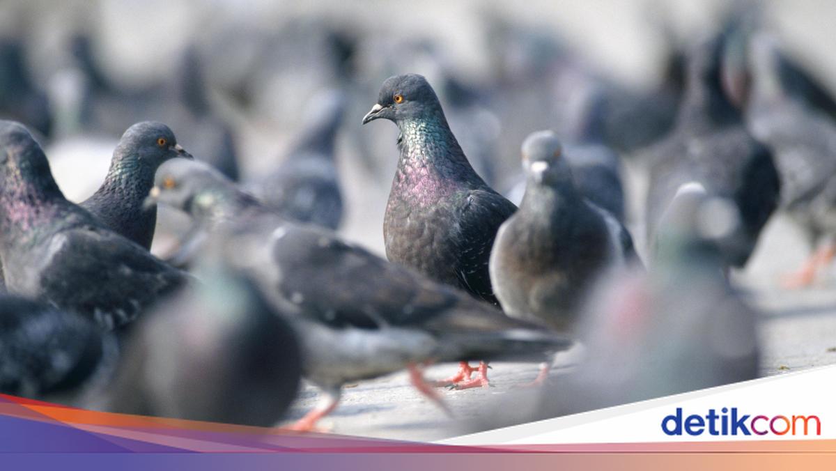 3 Arti Pertanda Burung Masuk Rumah Malam Hari, Bawa Hal Baik atau Buruk?