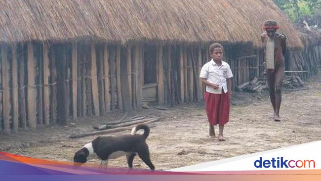 Penyebab Kematian Misterius Puluhan Anak di Papua: Pneumonia Penyebab Kematian Misterius Puluhan Anak di Papua: Pneumonia