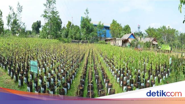 Ayo Ambil 1,5 Juta Pohon dan 20 Ribu Pohon Langka di Sentul, Gratis