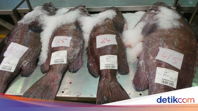 Ini Cara Sampling dan Grading Ikan Besar di Sydney Fish Market