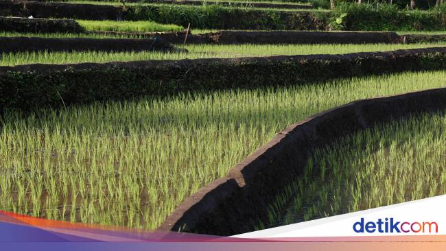 Pertama di Indonesia, Ada Pupuk Nano Nitrogen