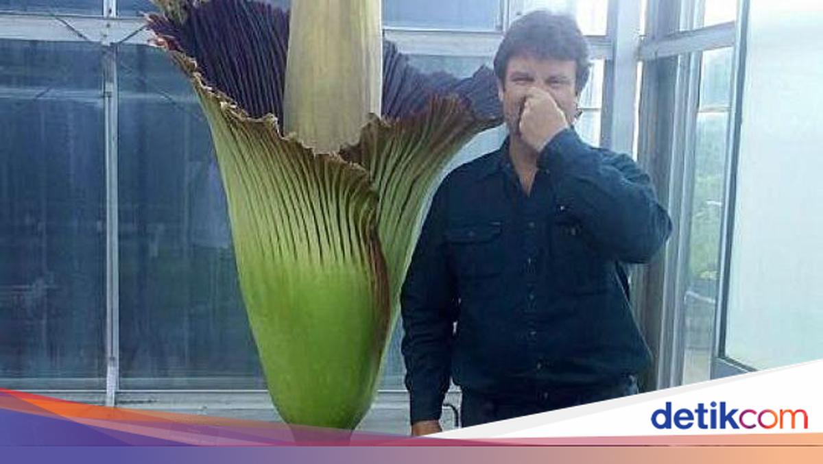 Bunga Bangkai Sumatera Pukau Ribuan Wisatawan di Australia