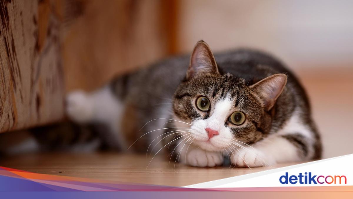 7 Cara agar Kucing Tidak Berak dan Kencing Sembarangan di Sekitar Rumah
