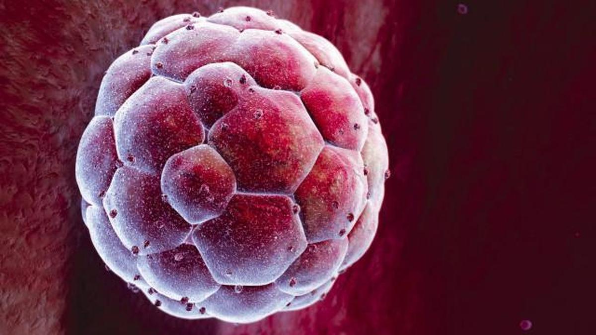 Bukan dari Sperma dan Sel Telur, Embrio Ini Tercipta dari Sel Punca