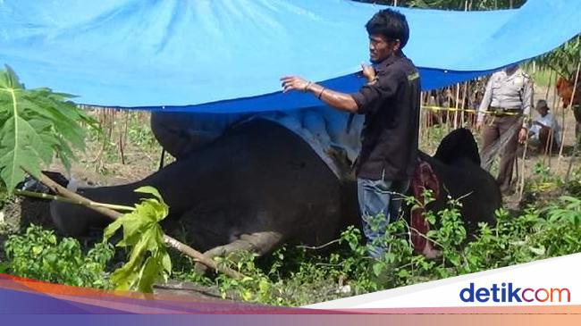 Diduga Gajah yang Ditemukan Mati Tak Wajar di Riau Terkena Setrum