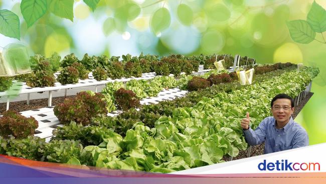 Kisah Eks Bos Disc Tarra, Banting Setir Jadi Petani Sayur