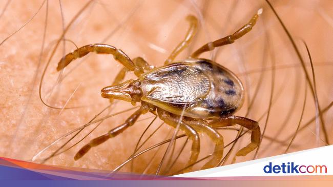 Digigit Kutu Ini, Seseorang Bisa Jadi Alergi Daging Merah Lho