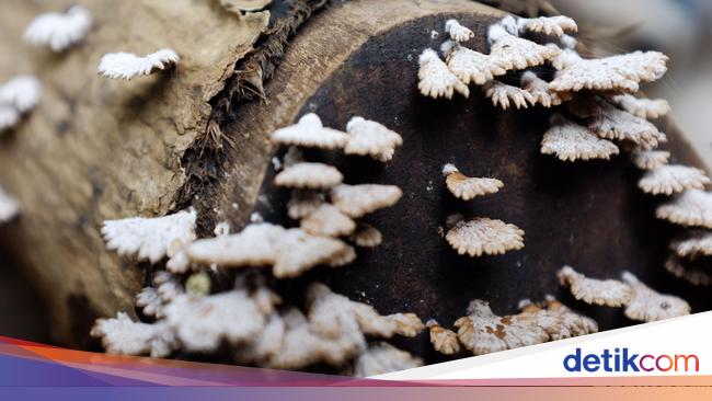 Kenali 4 Klasifikasi, Manfaat, Ciri-Ciri Jamur, dan Penjelasannya