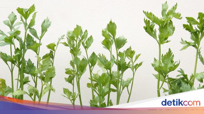 Sambodo: Antara Data dan Fakta