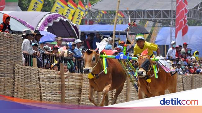 Karapan Sapi & Pacu Jawi, Festival Balap Sapi Paling Fenomenal