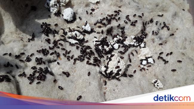 Serangga Kini Populer Jadi Bahan Makanan, Semut Jepang Juga Termasuk