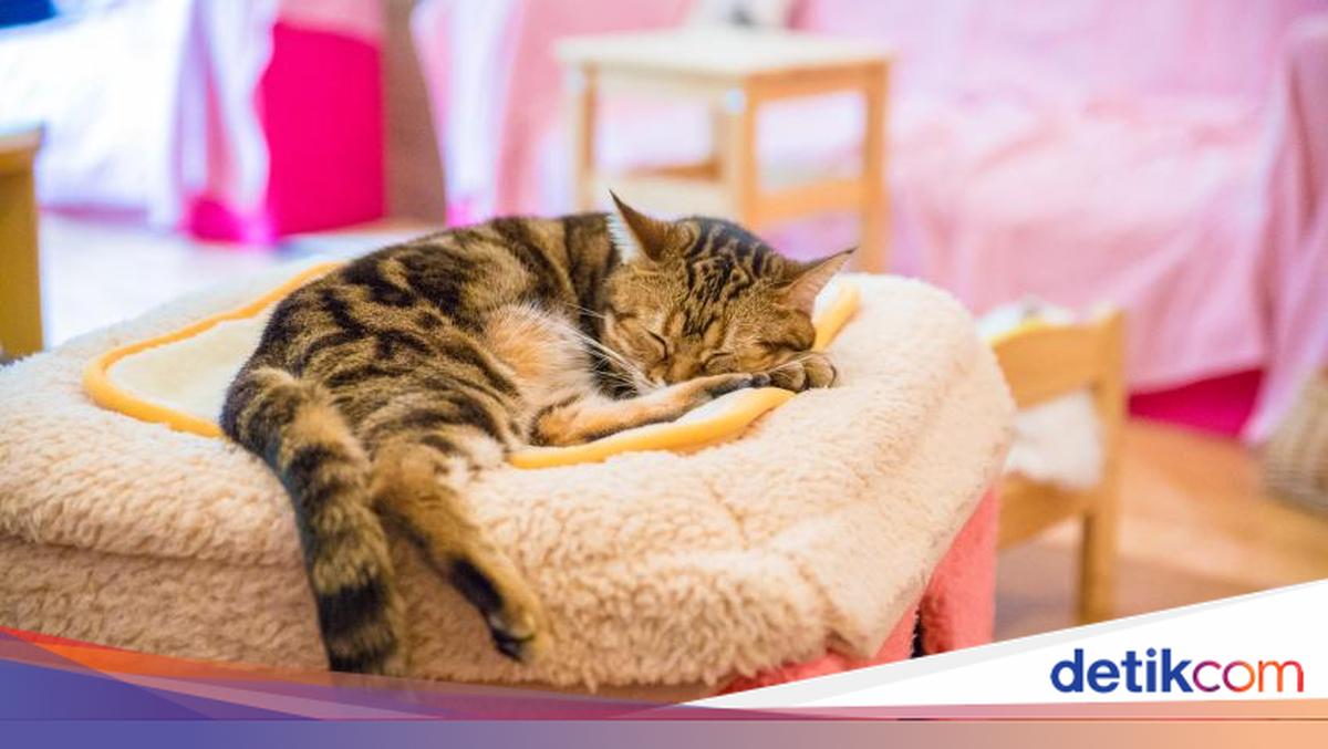 7 Cat Cafe di Bali yang Menarik untuk Dikunjungi