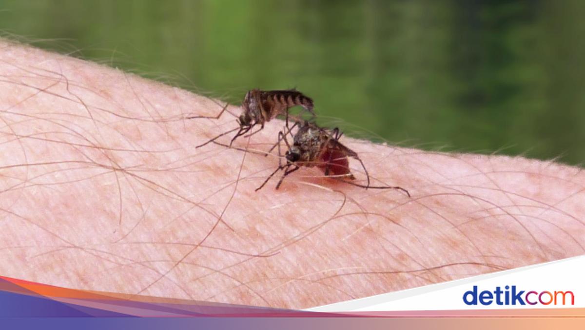Penyakit Malaria: Penyebab, Gejala hingga Cara Mencegahnya