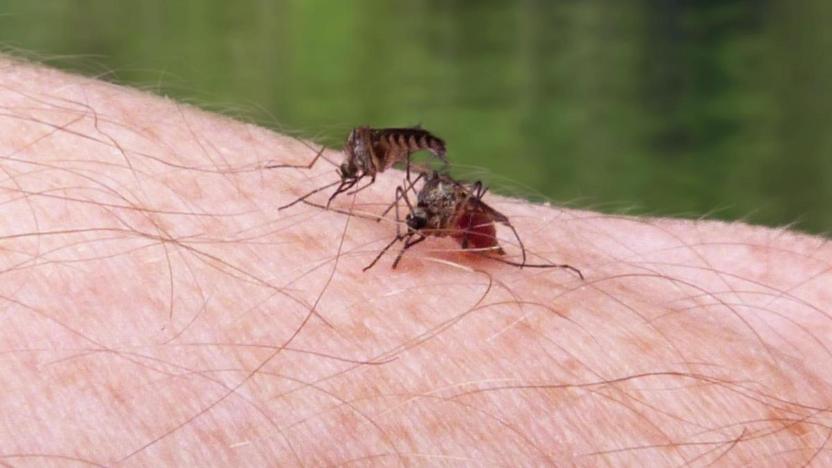 6 Obat Malaria dan Penjelasan Lengkapnya
