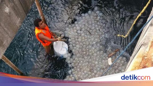 Kerugian PLTU Paiton Capai Puluhan Miliiar Rupiah Saat Unit 9 Tak ...