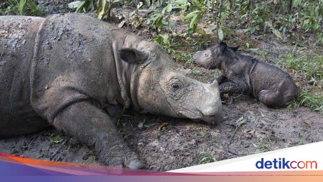 Badak Sumatera 'Ratu' Lahirkan Bayi Betina di TN Way Kambas Lampung