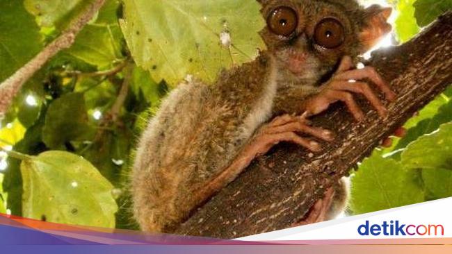 Tarsius, Si Mata Belo dari Bangka Belitung & Sulawesi