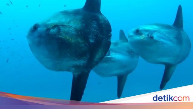 Mola-Mola, Ikan Ajaib Penghuni Laut Nusa Penida
