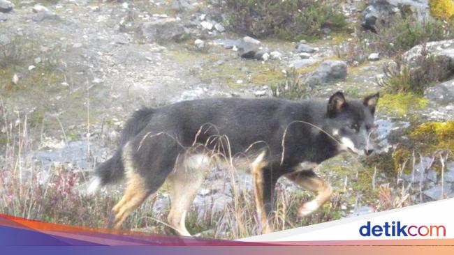 Dingo & Dingiso, Hewan Papua yang Jarang Orang Lihat