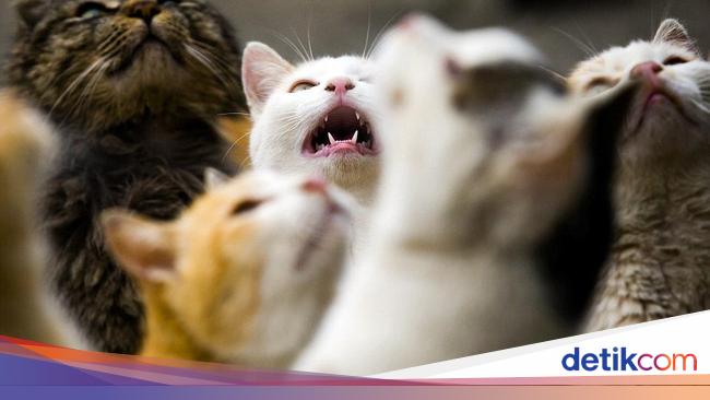 Jempol Digigit Kucing, Pria Ini Alami Infeksi Bakteri dan Meninggal