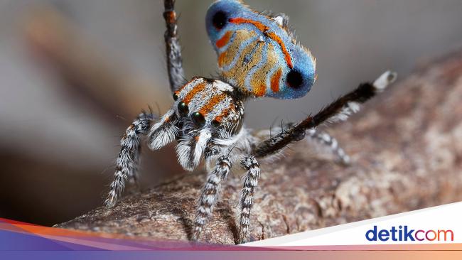 Tarian Merak Ala Laba-laba Unik di Australia