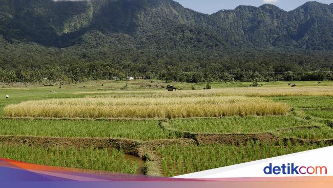 Revolusi Hijau: Awal Mula hingga Dampaknya pada Pertanian di Indonesia