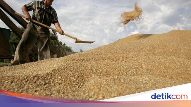 Impor Gandum Naik Hampir 1.000%, Terbesar dari Ukraina