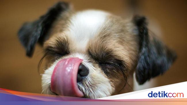 Dicari! Chef Profesional untuk Meracik Makanan Anjing