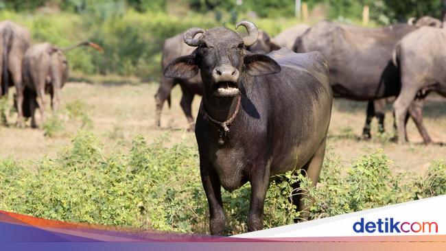 Bulog: Daging Kerbau India Bisa untuk Bakso, Burger Hingga Sosis