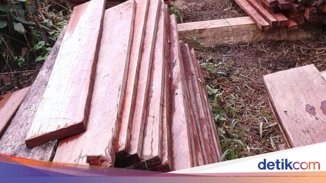 Polisi Tangkap Pelaku Illegal Logging Di Hutan Marga Satwa Kerumutan Riau