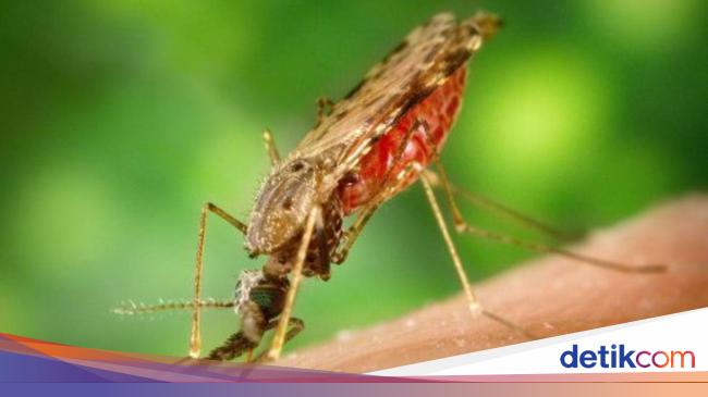 Kondisi yang Hambat Eliminasi Malaria di Daerah Timur Indonesia